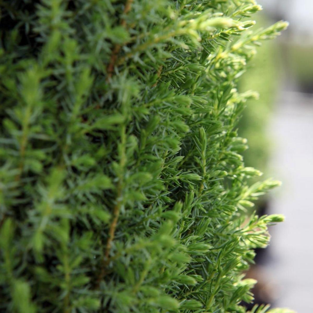 Juniperus communis Compressa - Genévrier commun nain - Petit conifère à ...