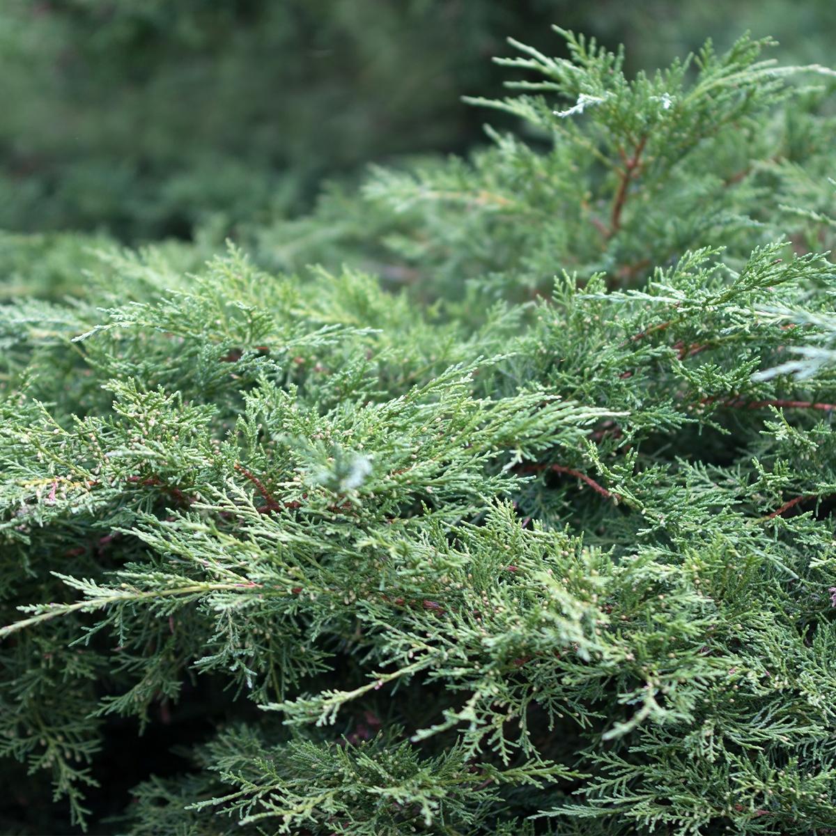 Juniperus horizontalis Jade River - Genévrier rampant gris bleuté