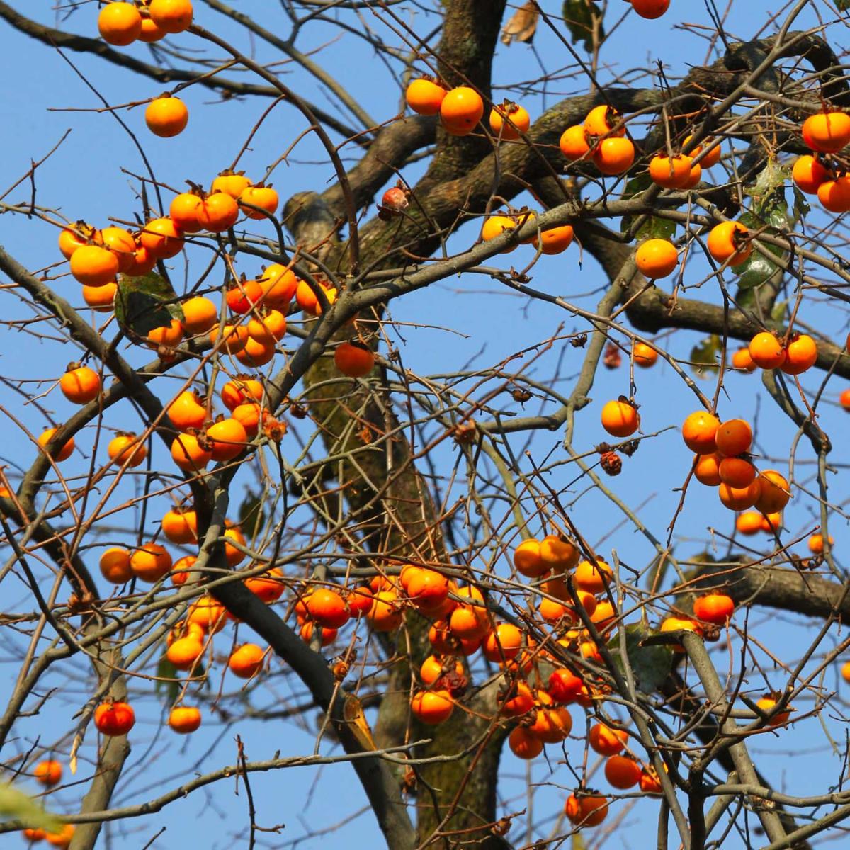 Diospyros kaki Costata - Plaqueminier aux kakis orange sans pépins