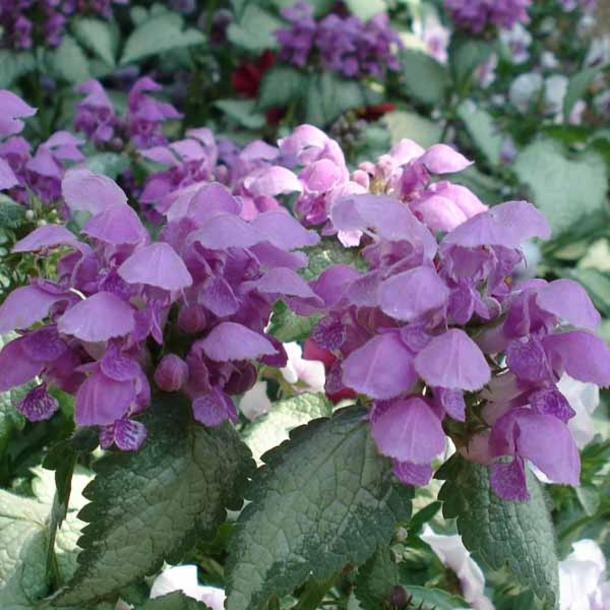 Lamium maculatum Red Nancy - Lamier maculé - Un couvre sol à feuillage ...