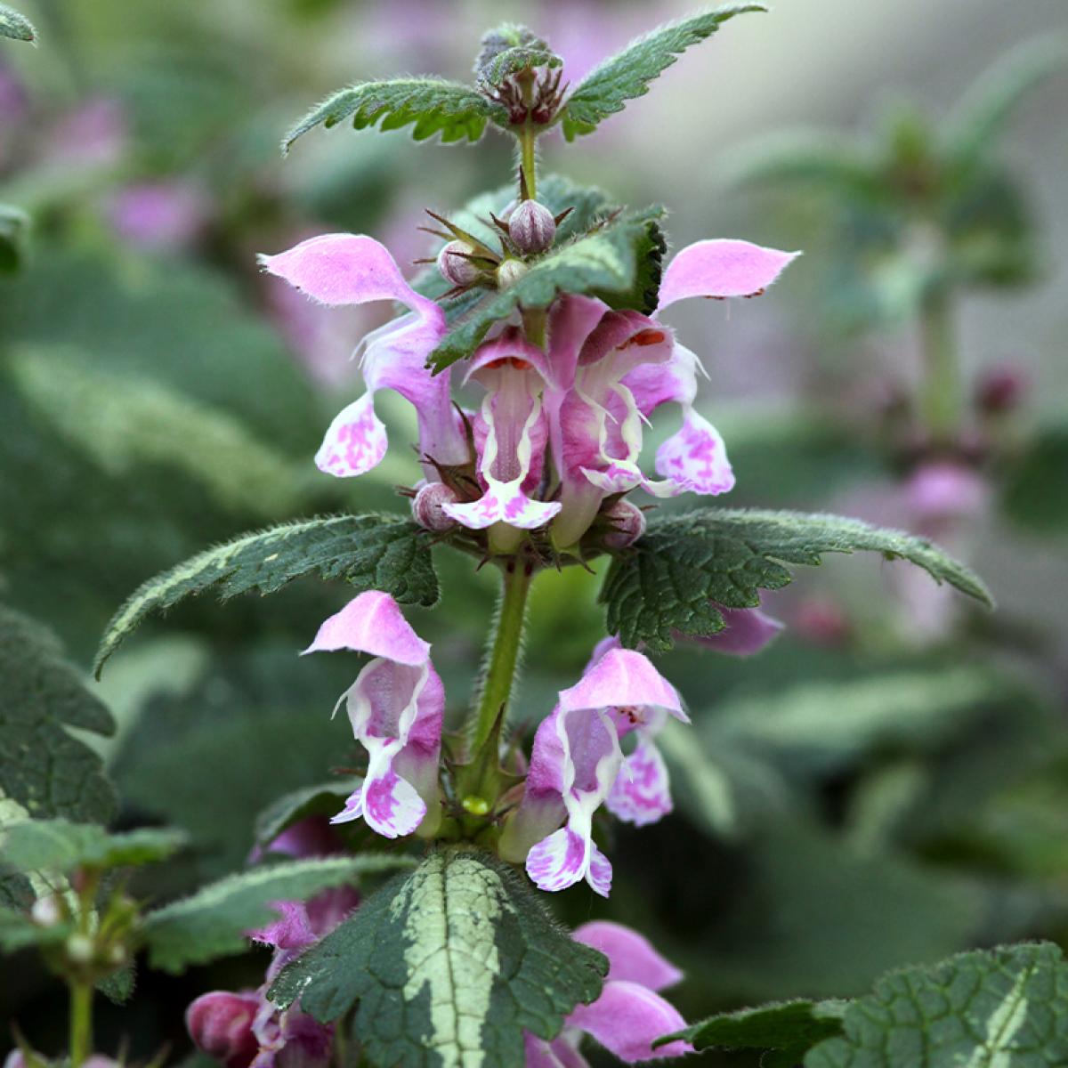 Lamium maculatum Roseum - Lamier maculé - Couvre sol panaché à fleurs roses