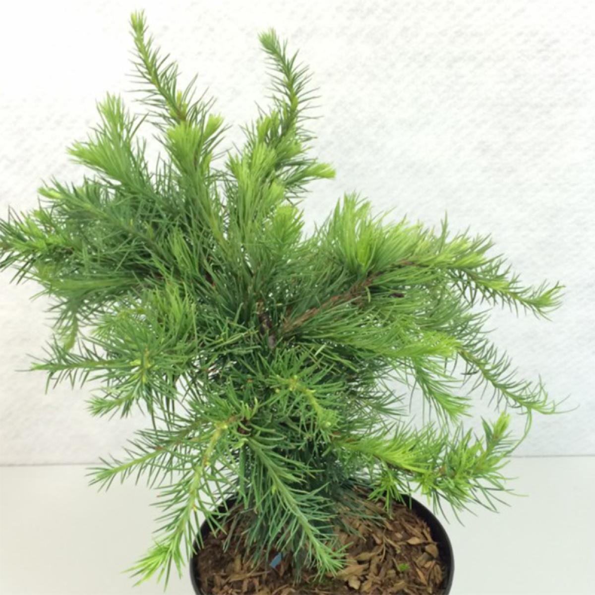 Mélèze d'Europe Little Bogle - Larix decidua nain et caduc, vert bleuté