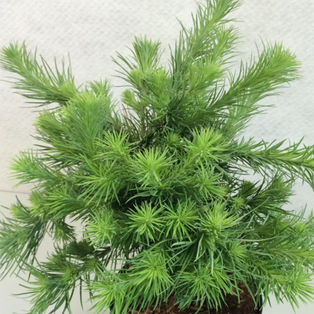 Mélèze du Japon Blue Dwarf - Larix kaempferi nain et caduc, vert bleuté