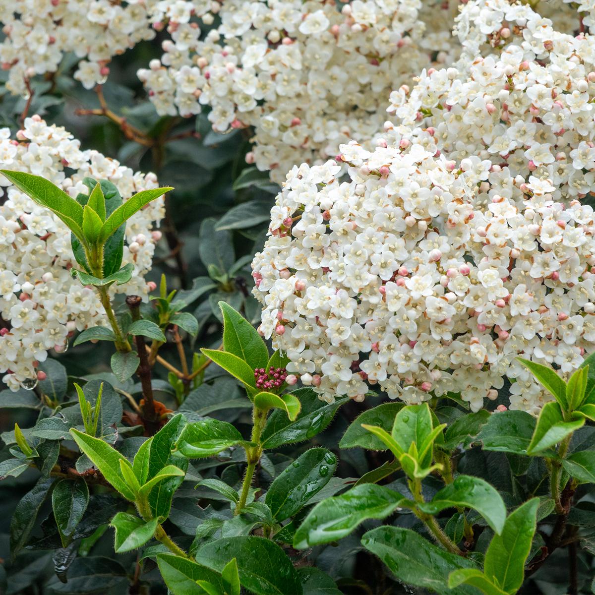 Laurier Tin - Viburnum tinus Giganteum - Arbuste persistant de haie