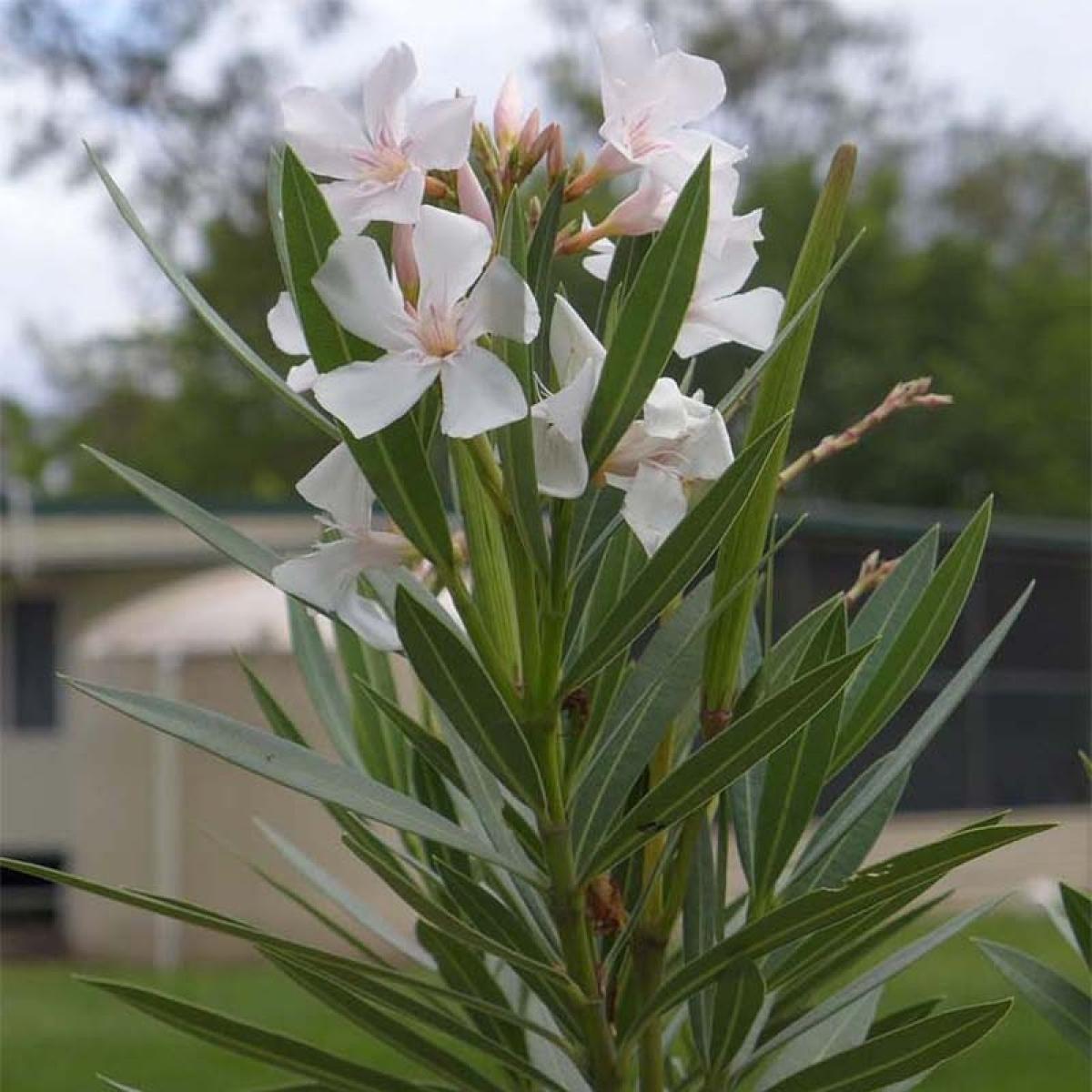 Laurier rose Alsace - Nerium oleander à fleurs simples blanc rosé