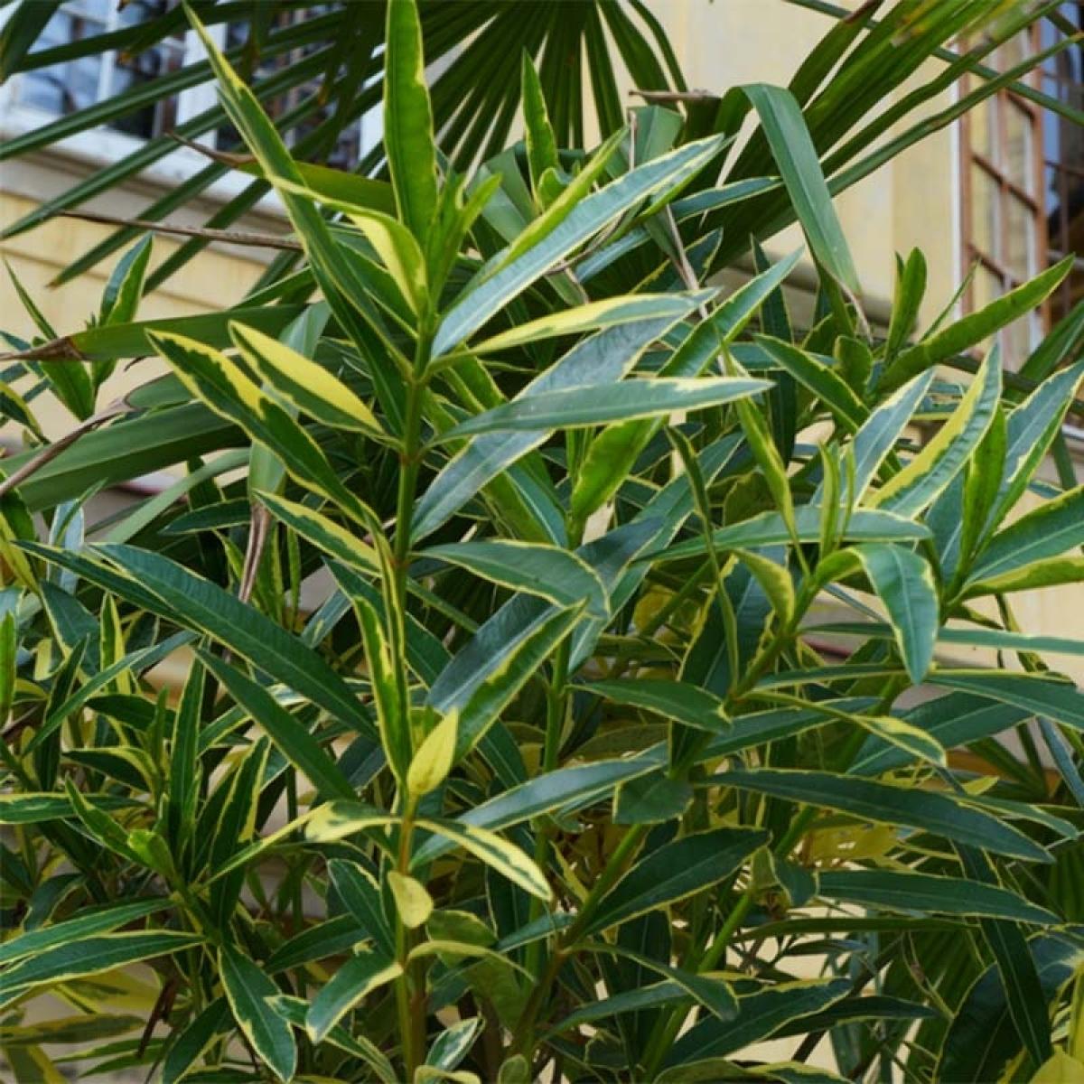Laurier rose Variegata - Nerium oleander - Arbuste persistant au ...