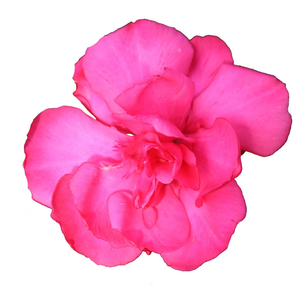 Laurier rose Variegata - Nerium oleander - Arbuste persistant au ...