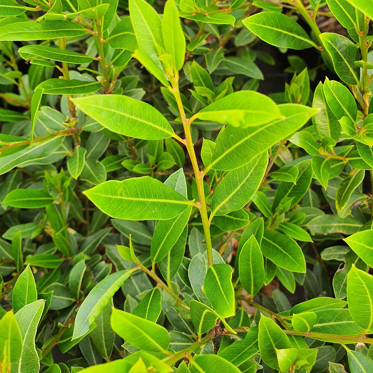 Laurus nobilis Little Laura - Laurier-sauce - Arbuste persistant ...