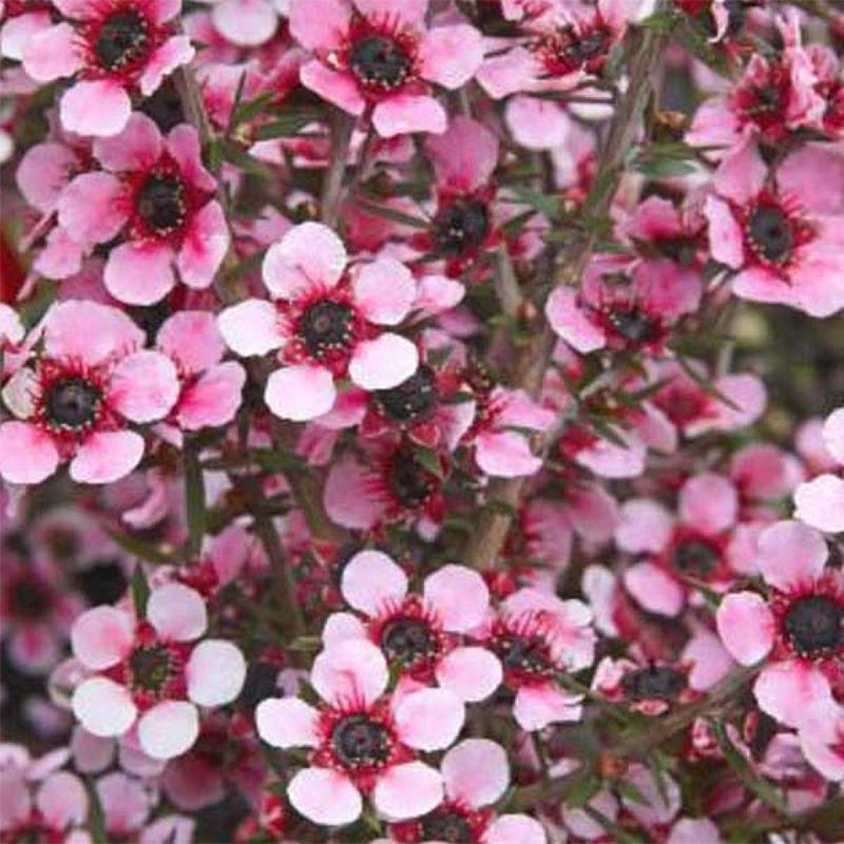 Leptospermum scoparium Martini - Arbre à thé à fleurs roses à coeur sombre