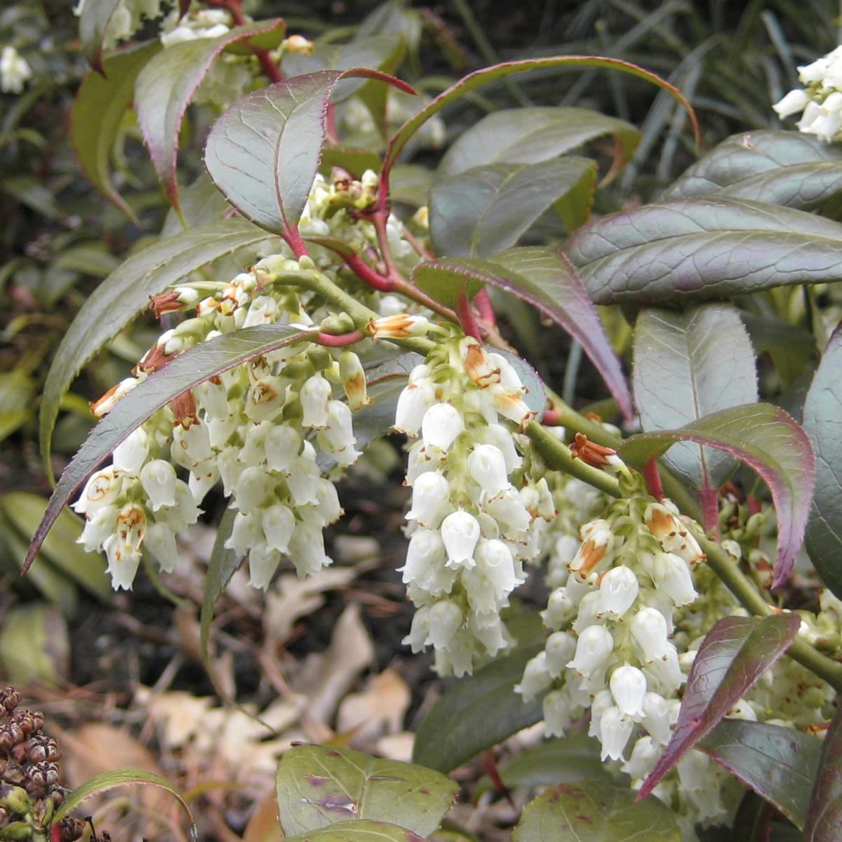 Leucothoe fontanesiana Scarletta - Ravissantes grappes de fleurs banches