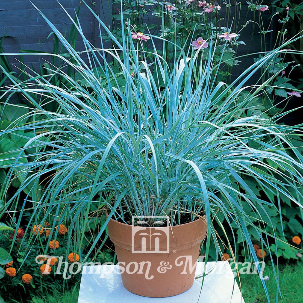 Leymus arenarius - Blé d'Azur - Seigle de mer - Elyme des sables ...