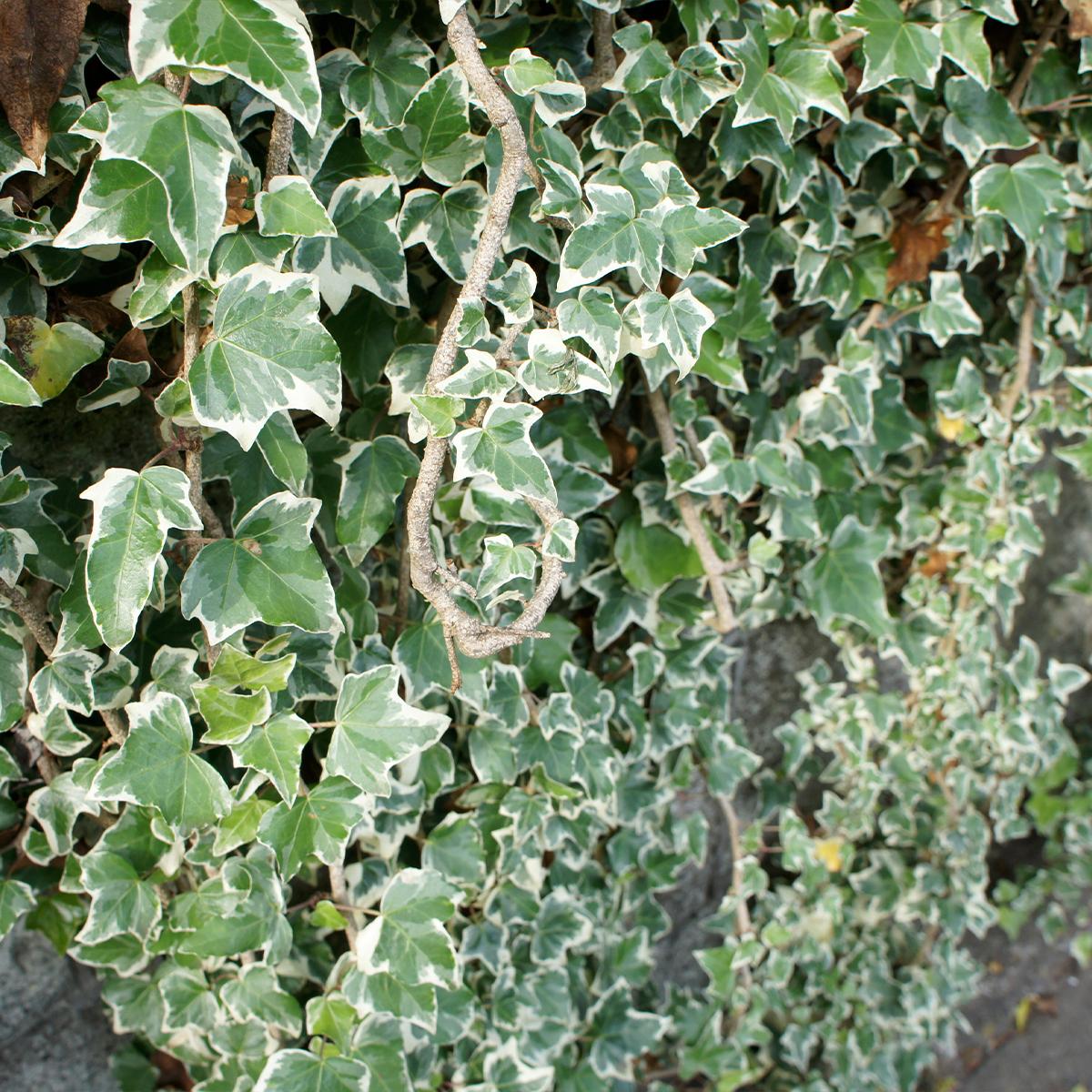 Hedera helix Eva - Lierre commun panaché compact