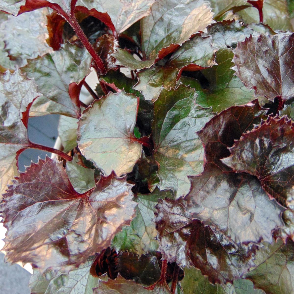 Ligularia dentata Pandora - Ligulaire compacte, à feuillage violet-vert ...