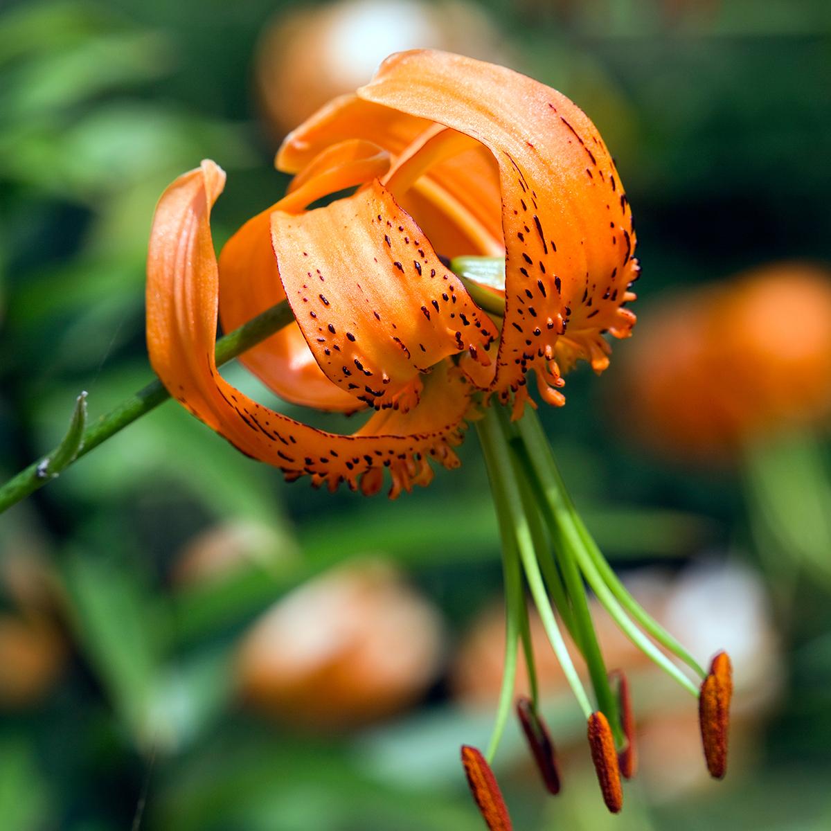 Lis botanique henryi - Espèce imposante, aux belles fleurs abricot ...