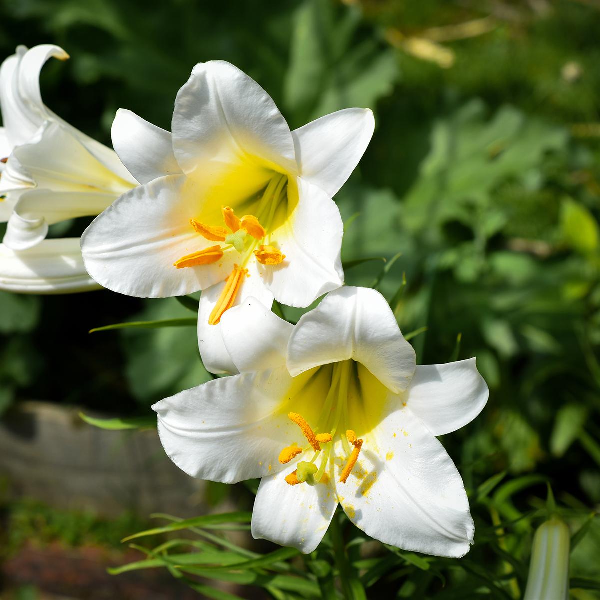 Lys royal blanc - Lilium regale Album - Lis royal blanc - Lis trompette ...