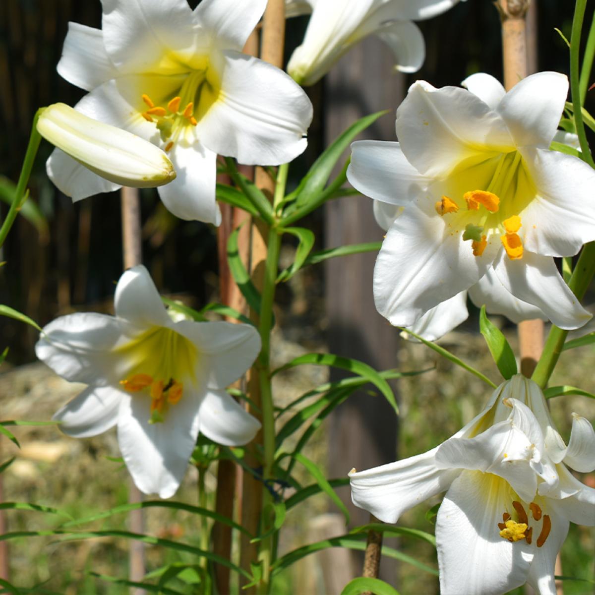 Lys royal blanc - Lilium regale Album - Lis royal blanc - Lis trompette ...
