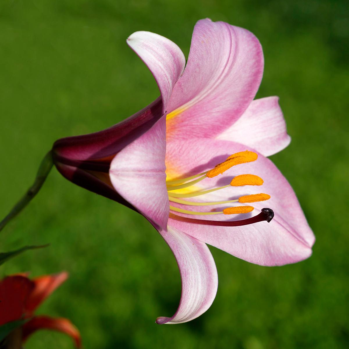Lilium Pink Perfection - Lis hybride groupe trompette Pink Perfection ...