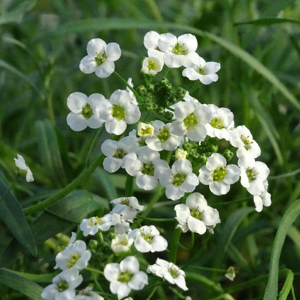 Alysse odorant - Lobularia Snow Princess - Alysse port rampant aux ...