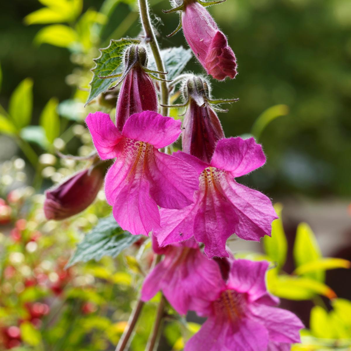 Lofos rose - Lophospermum scandens Rosea - Muflier grimpant volubile