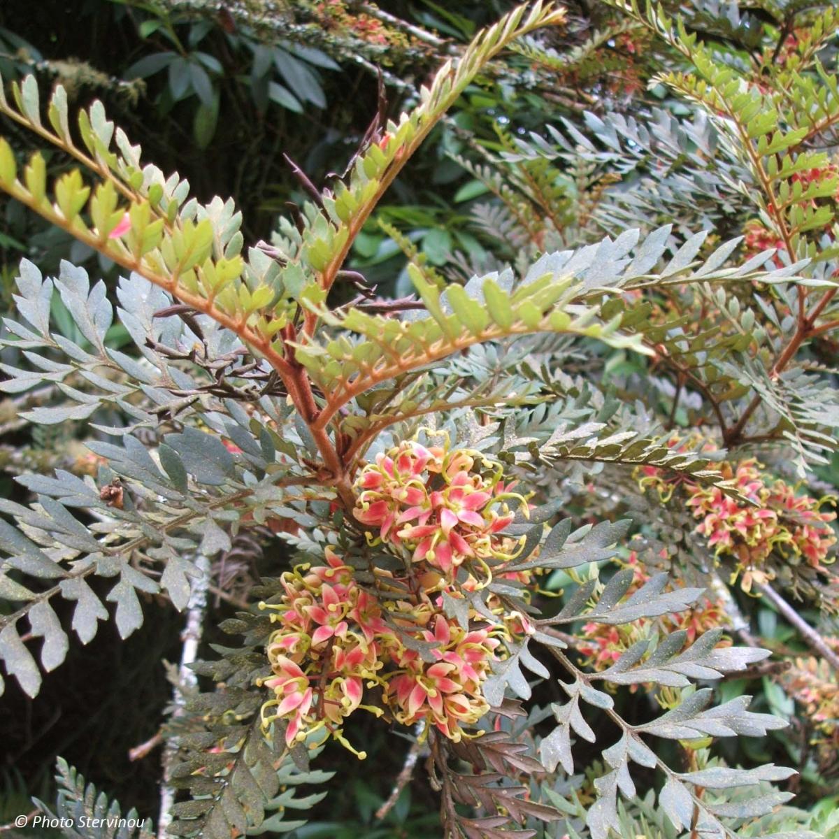 Lomatia ferruginea - Lomatie ferrugineuse, protéacée arbustive chilienne