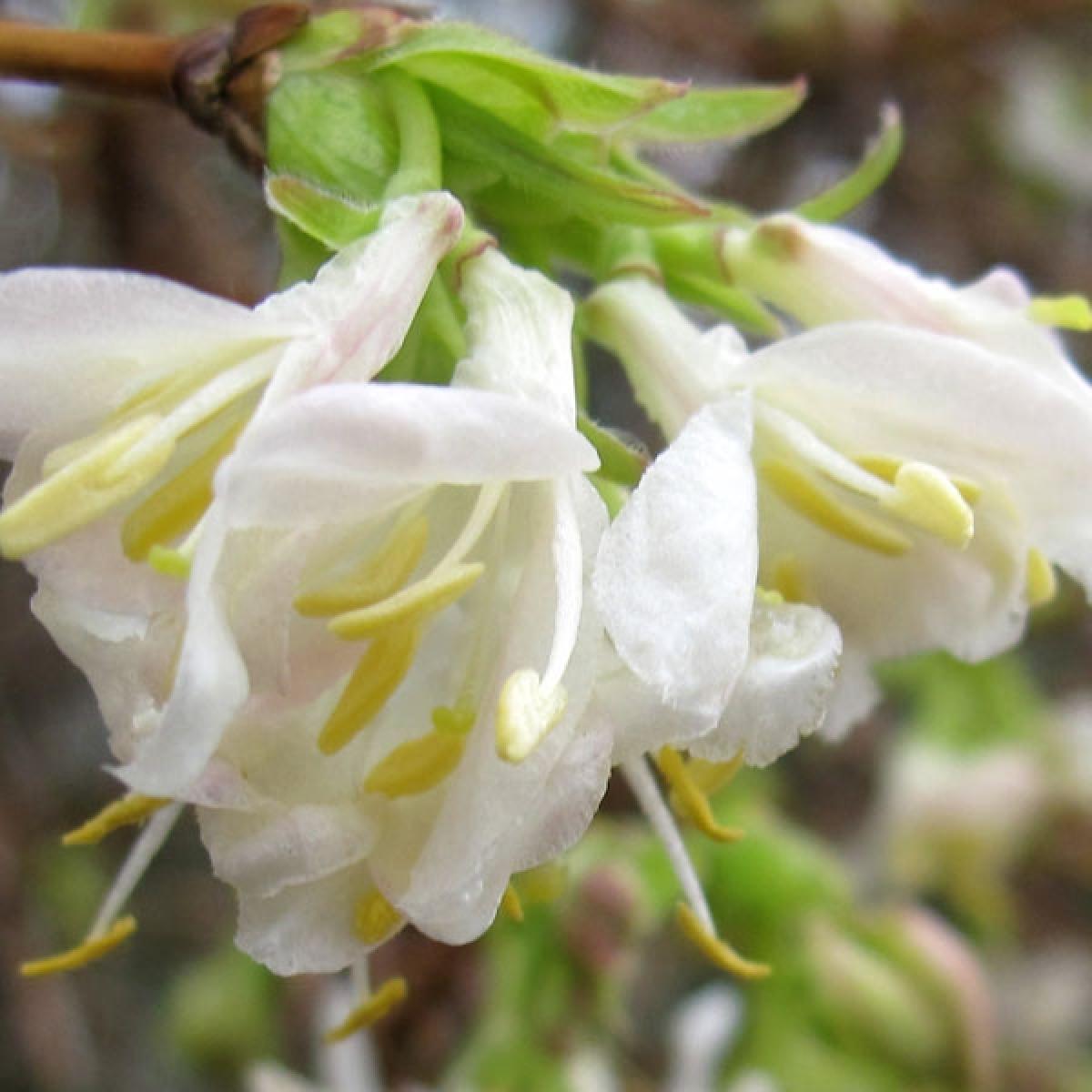 Lonicera purpusii Winter Beauty - Arbuste à floraison hivernale parfumée