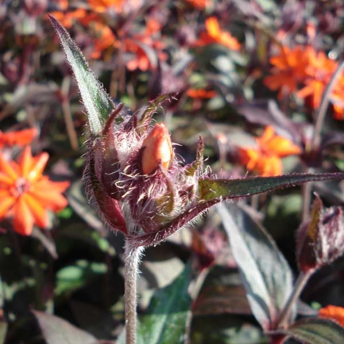 Lychnis Arkwrightii Vesuvius - Croix de Malte - Vivace à fleurs rouge ...