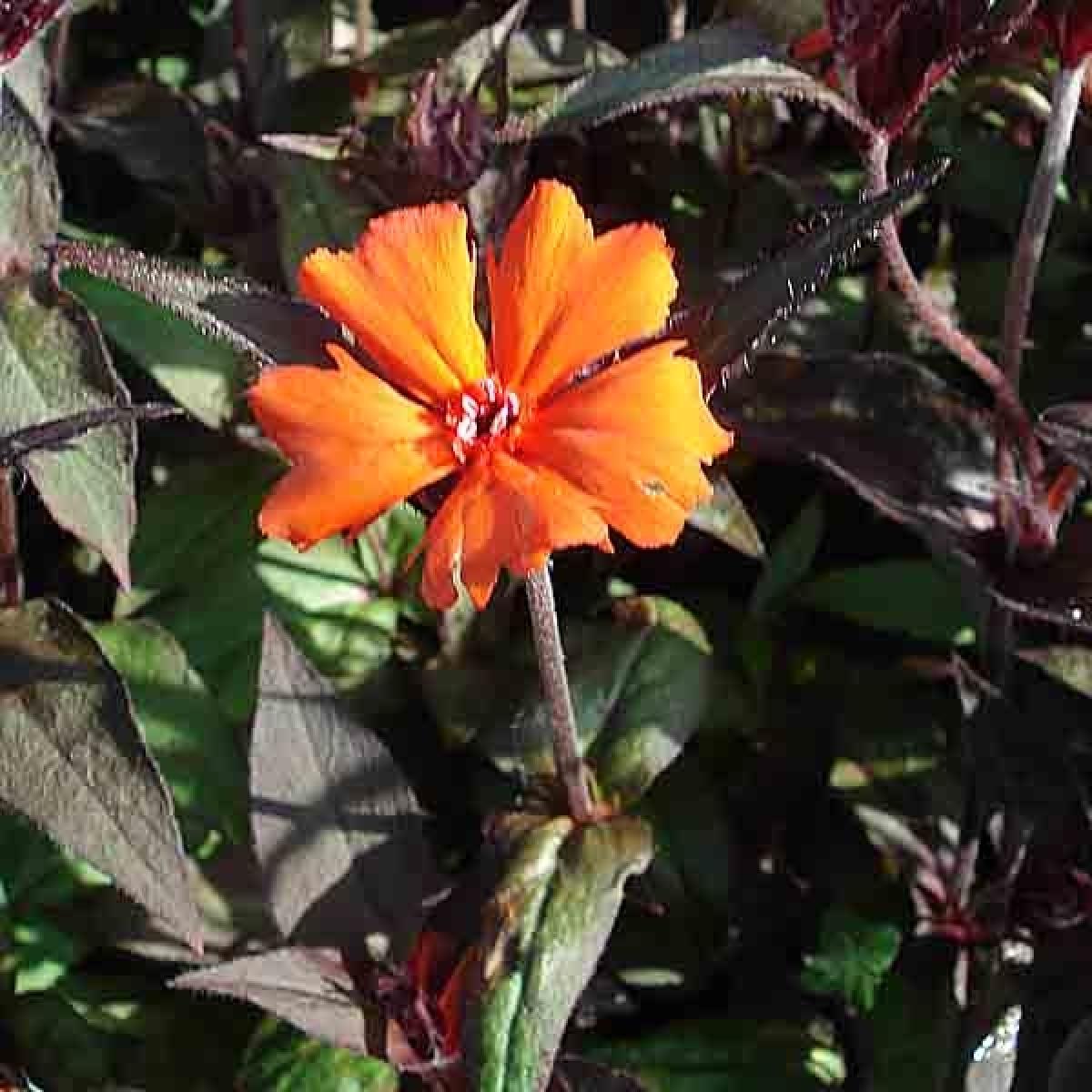 Lychnis Arkwrightii Vesuvius - Croix de Malte - Vivace à fleurs rouge ...