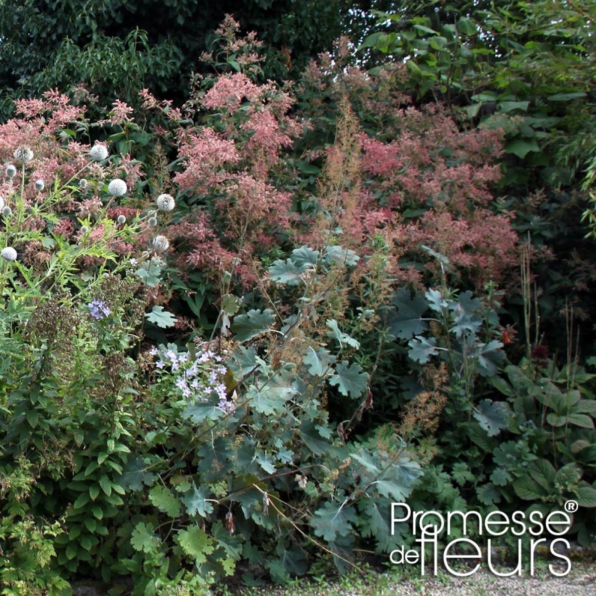 Macleaya microcarpa Spetchley Ruby - Bocconie à fleurs rose-rouge-abricot