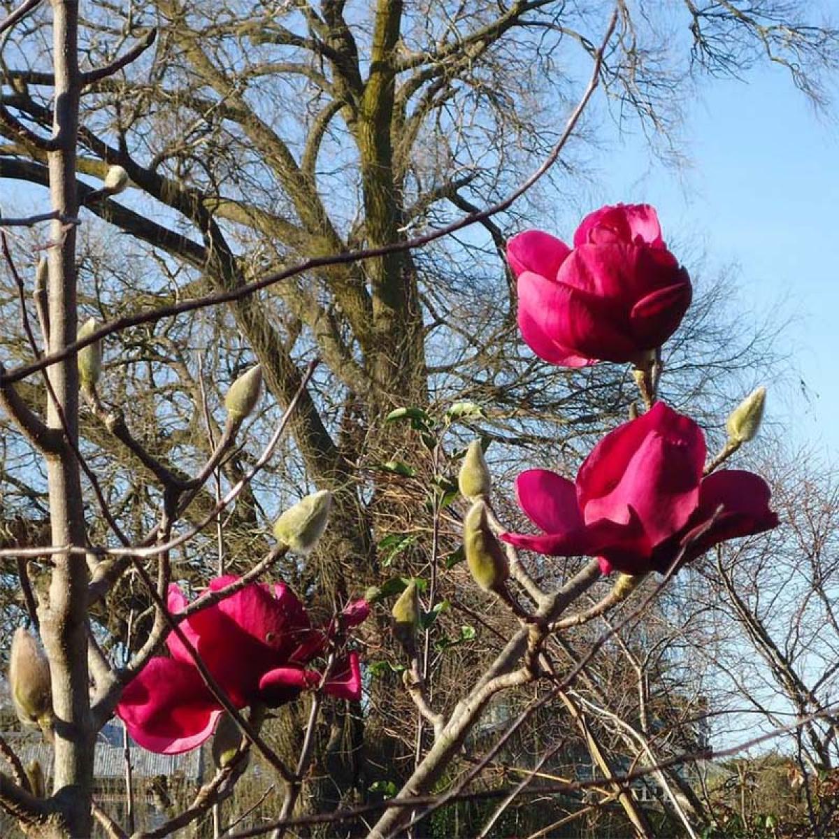 Magnolia Felix Jury – Arbuste florifère aux énormes fleurs rose foncé