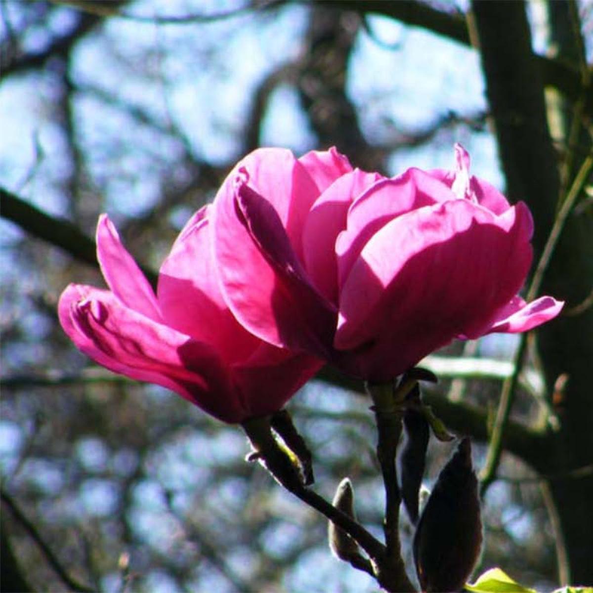 Magnolia Felix Jury – Arbuste florifère aux énormes fleurs rose foncé