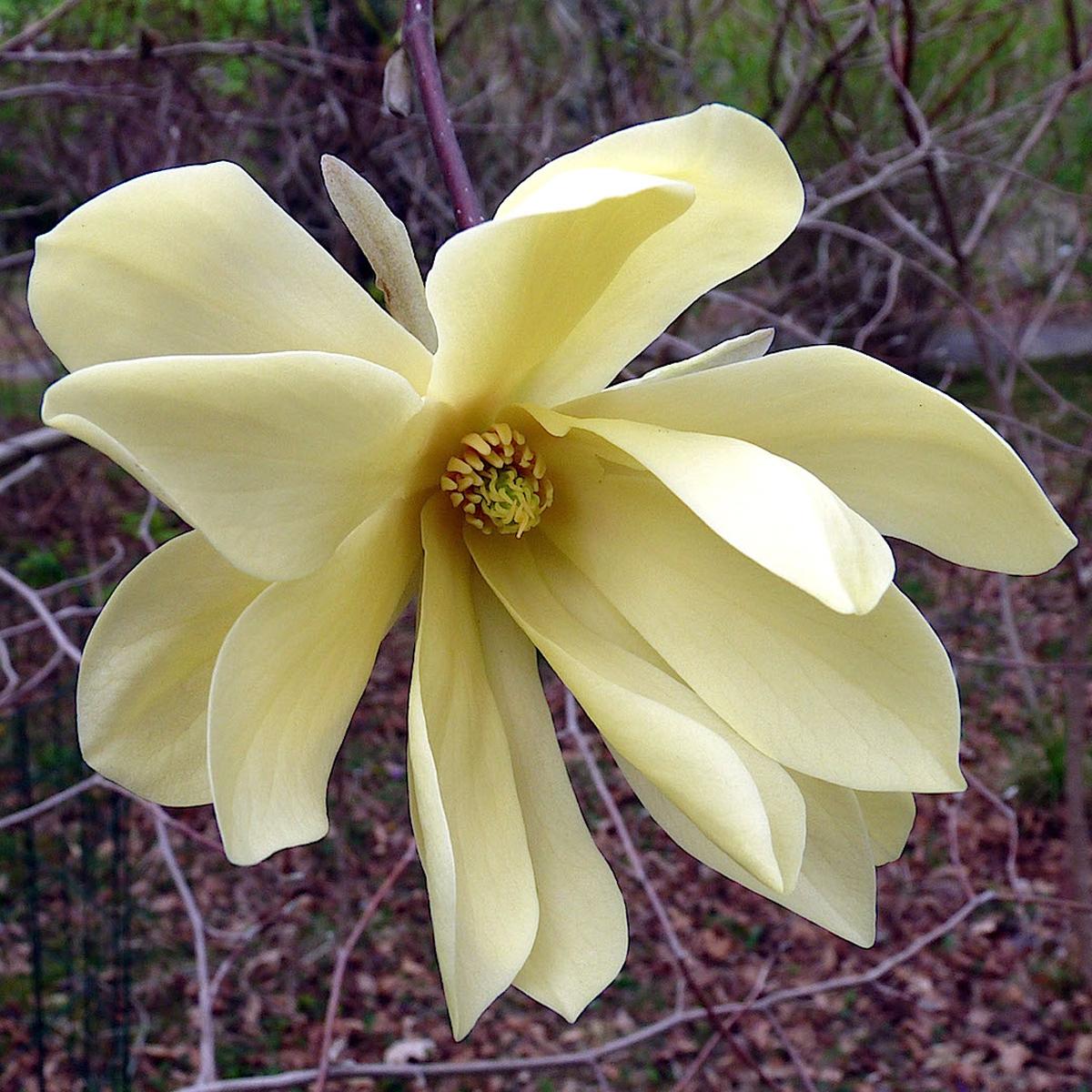 Magnolia x stellata Gold Star – Magnolia à fleurs étoilées jaune pâle