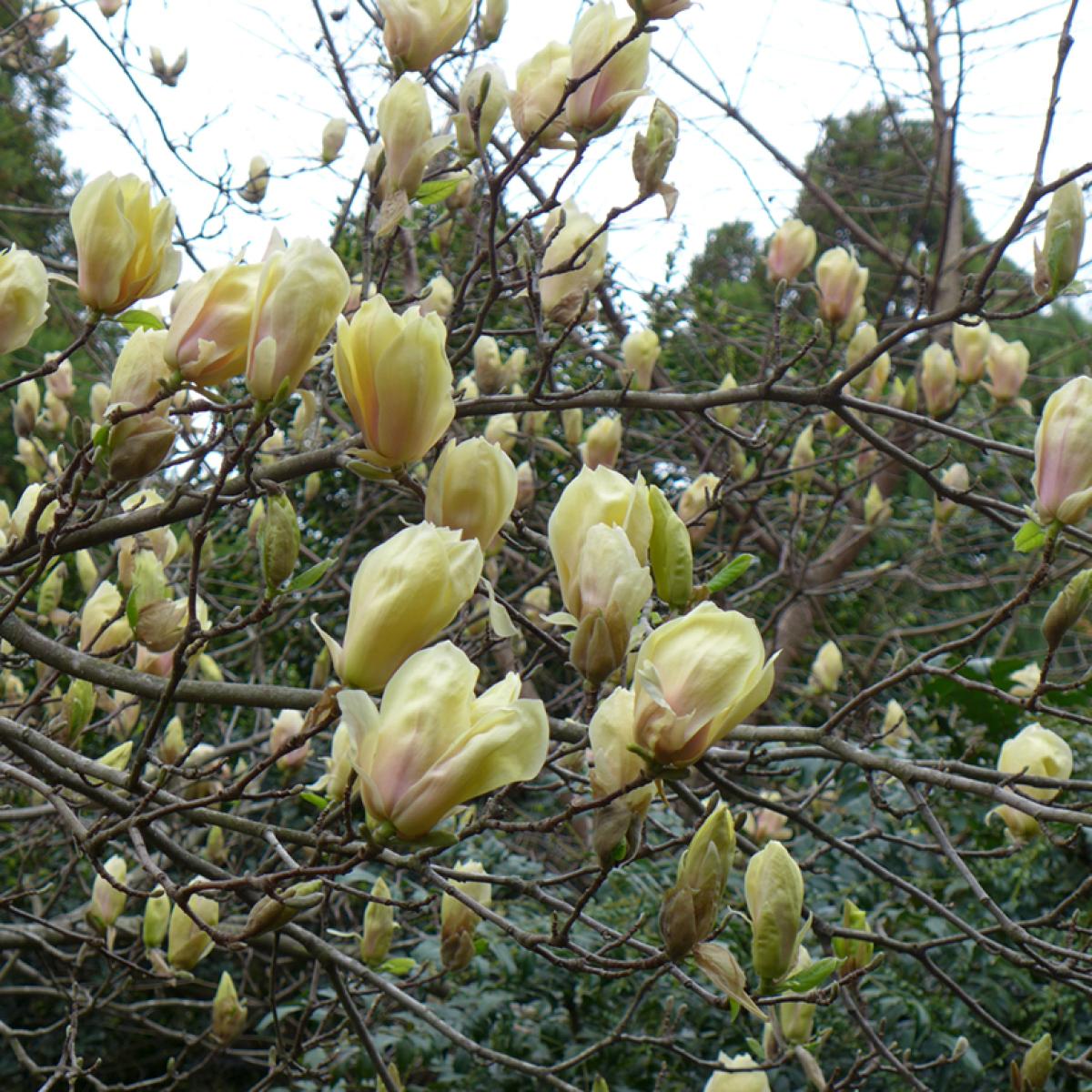 Magnolia Yellow Lantern - Petit arbre caduc à floraison printanière ...