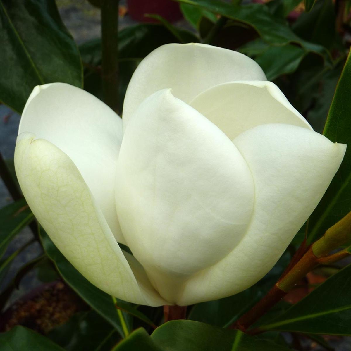 Magnolia grandiflora Kay Parris - Laurier-tulipier persistant, compact ...