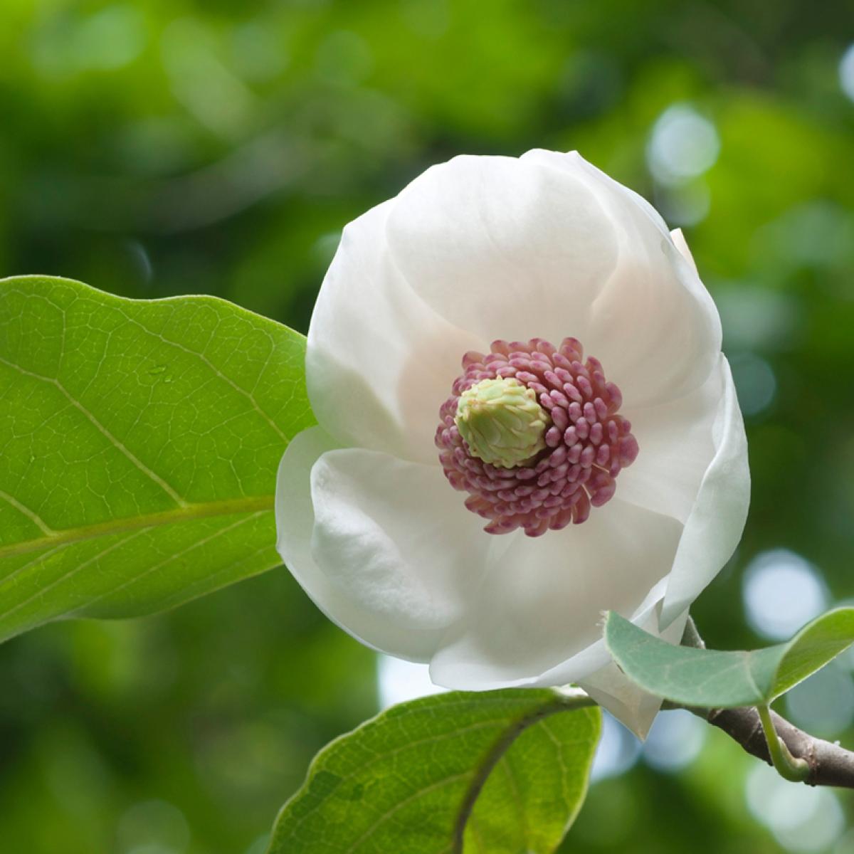 Magnolia sieboldii Colossus - Magnolia de Siebold