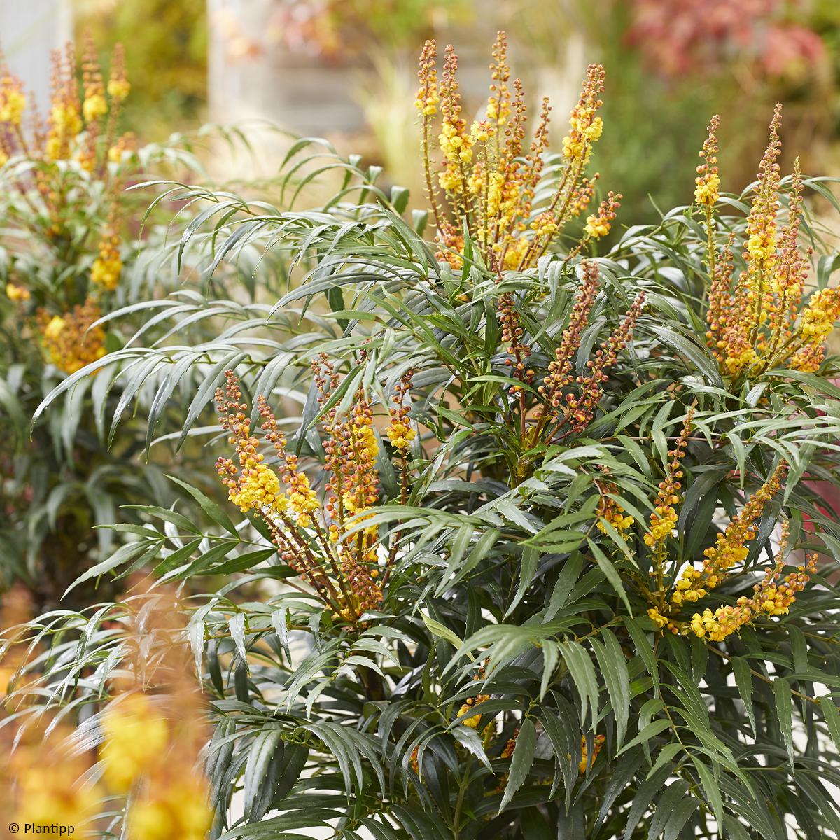 Mahonia Volcano - Variété hybride à feuillage très fin et floraison ...