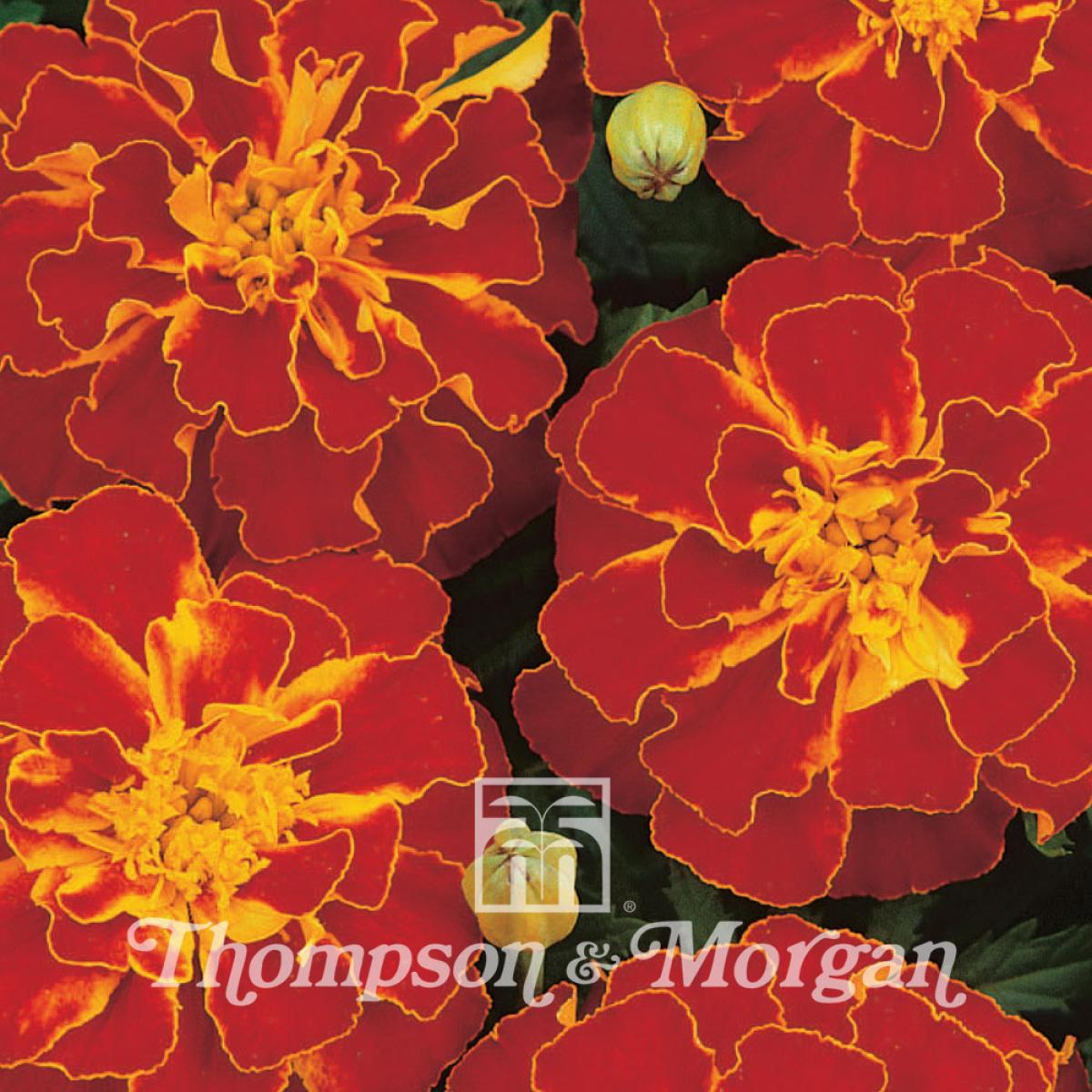 Œillet d'inde, Tagète Durango Red - Tagetes patula - Variété bien ...