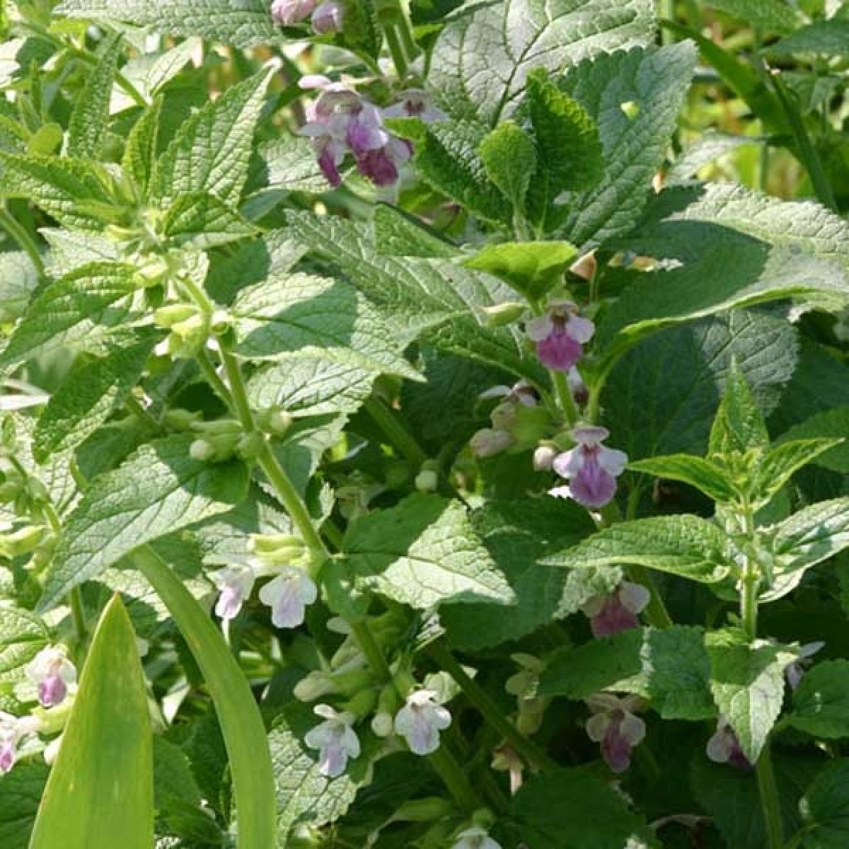 Melittis melissophyllum Royal Velvet Distinction - Mélitte