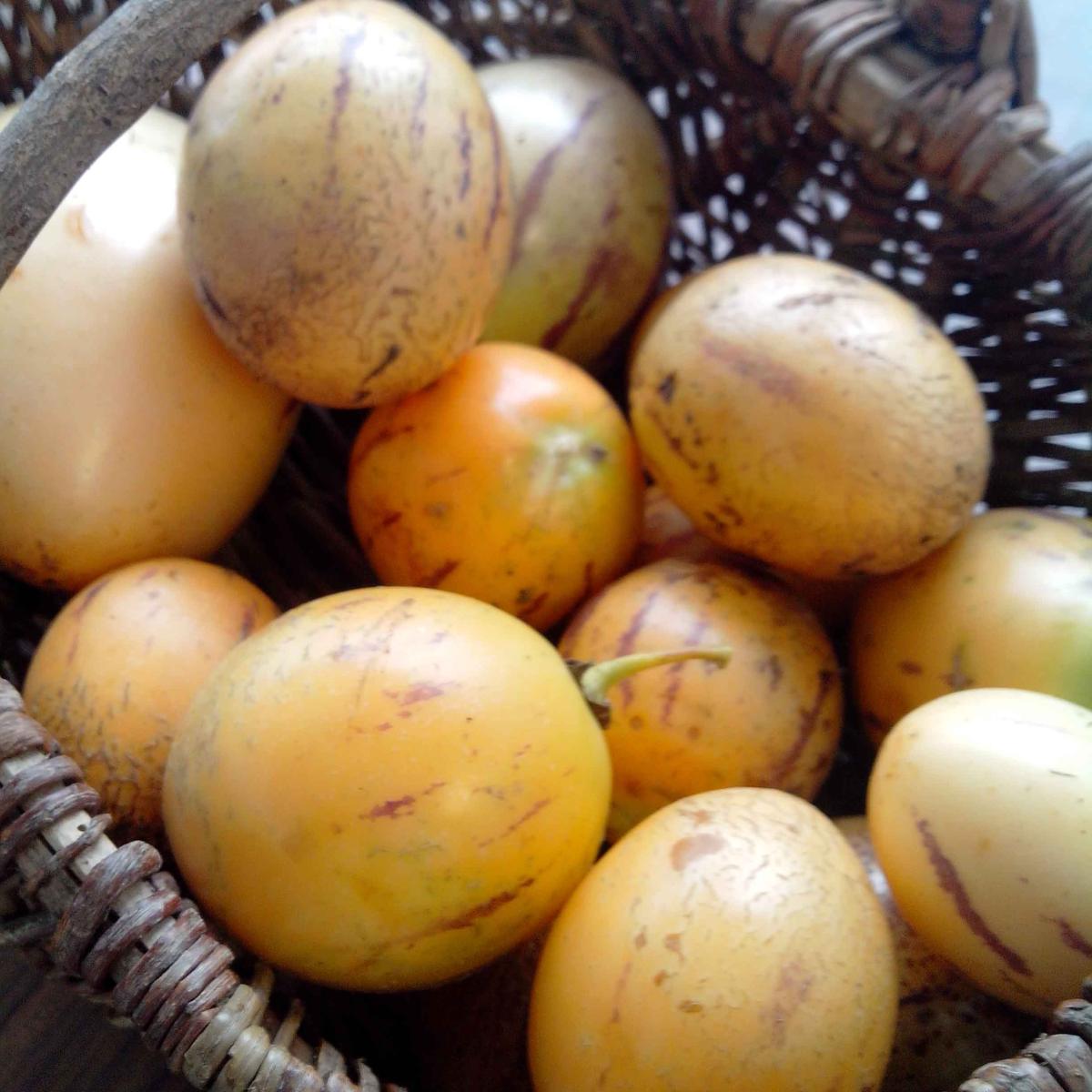 Melon Poire - Pépino - Solanum muricatum - Morelle de Wallis