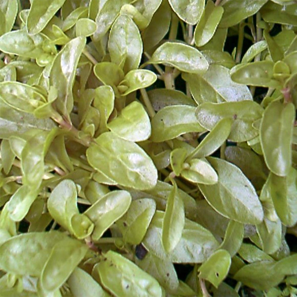 Menthe Pouliot - Mentha pulegium - Plant d'aromatique