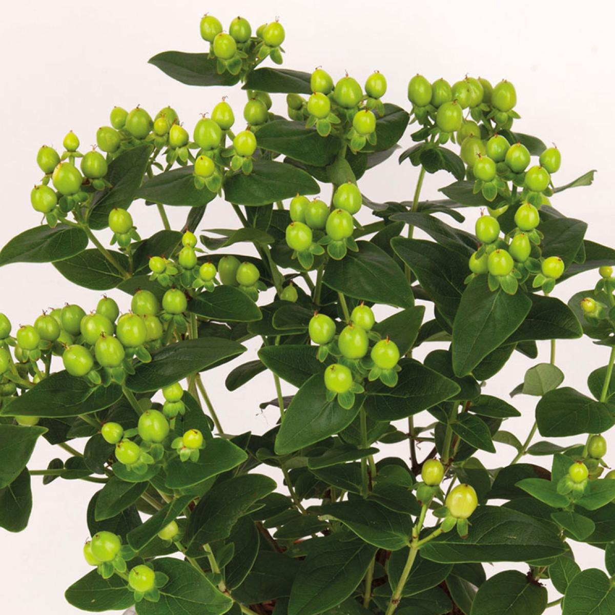 Hypericum inodorum Miracle Pistache - Millepertuis arbustif aux fruits ...