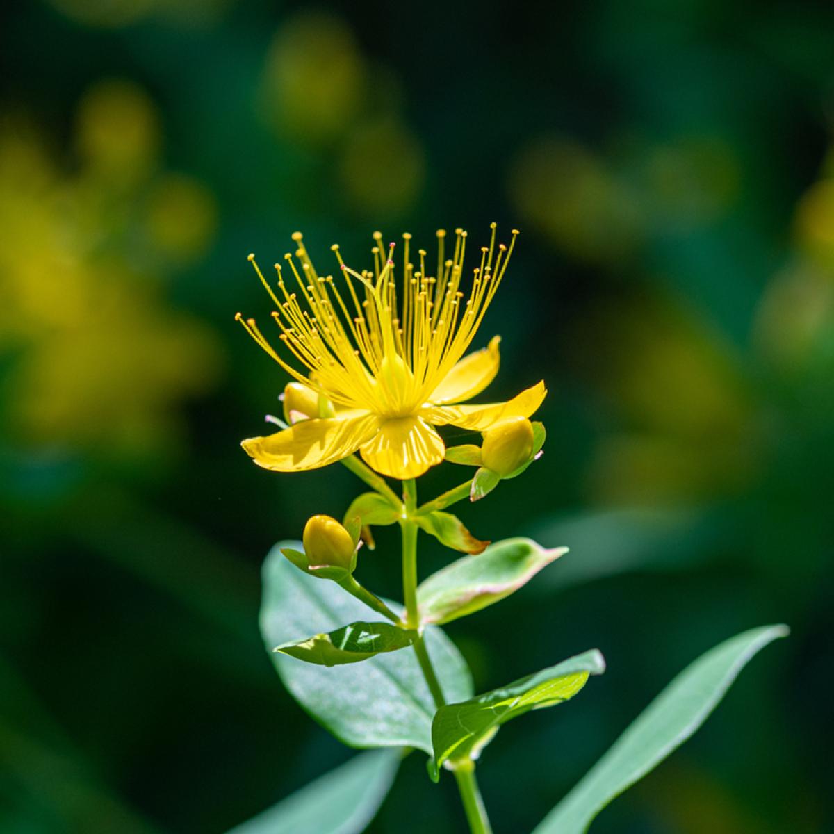 Hypericum inodorum Miracle Pistache - Millepertuis arbustif aux fruits ...