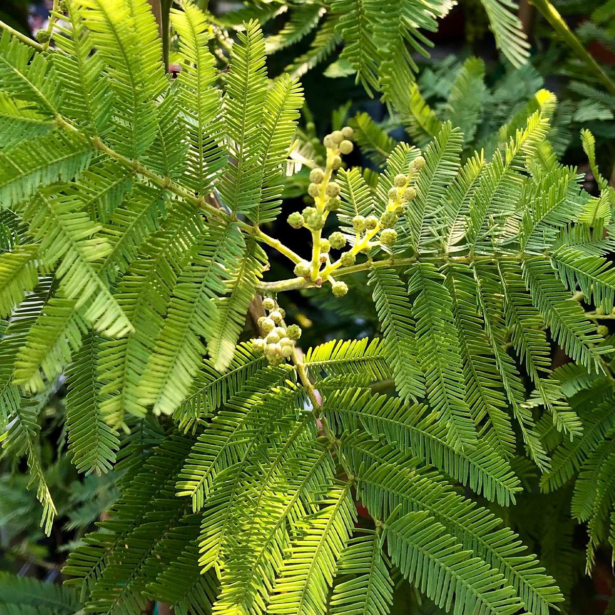Mimosa d'hiver - Acacia dealbata - Arbuste persistant à floraison jaune