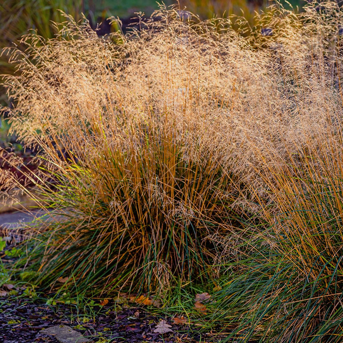Molinia caerulea Moorflamme - Graminée vivace au feuillage d'automne ...