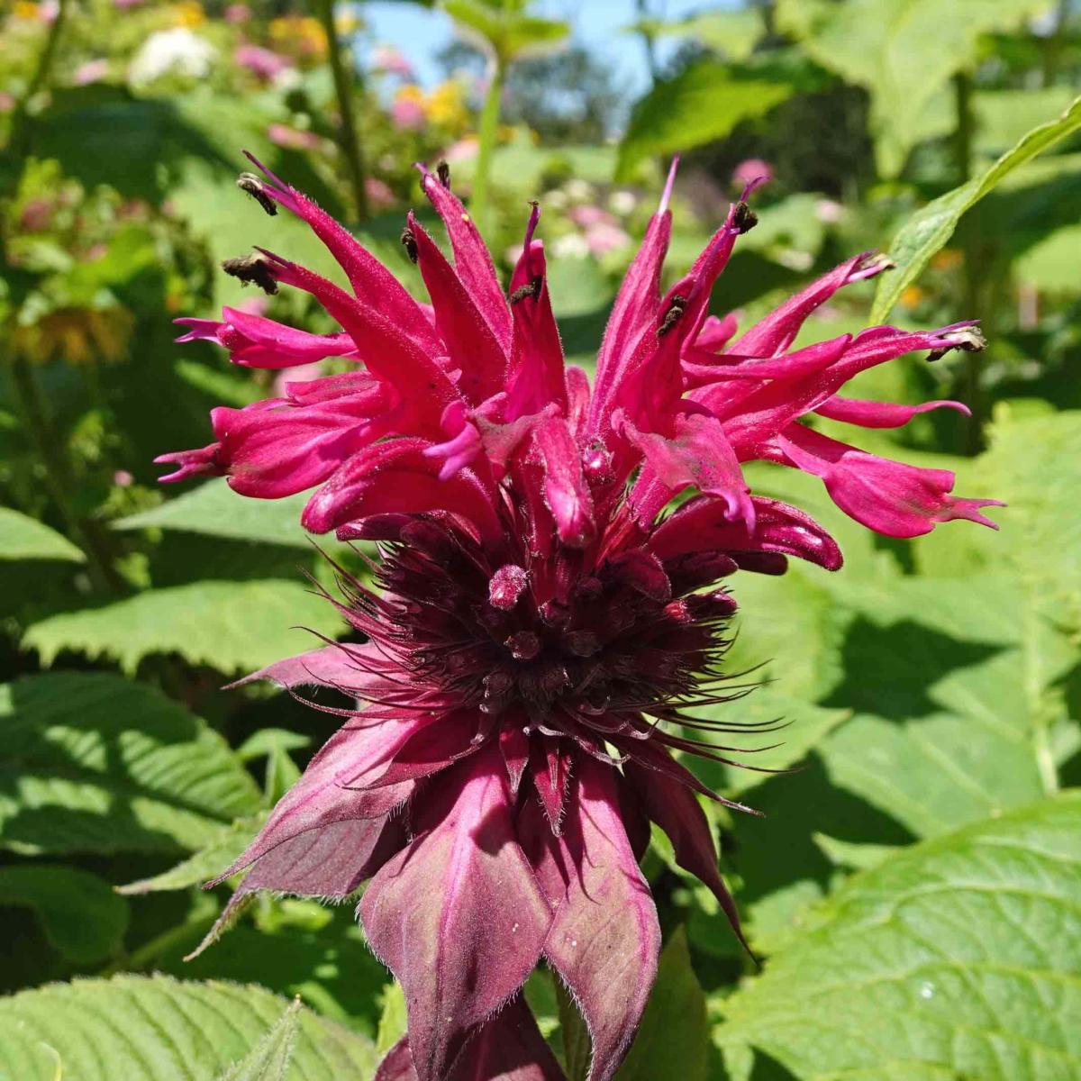 Monarde Cambridge Scarlet - Monarda Bergamote - Vivace aromatique à ...