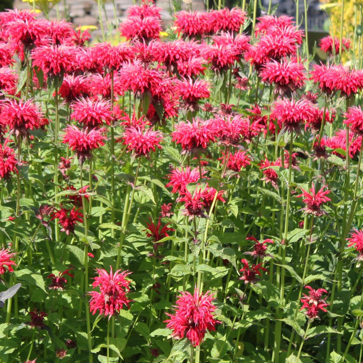 Monarde Gardenview Scarlet - Monarda - Vivace aromatique à fleurs rouges