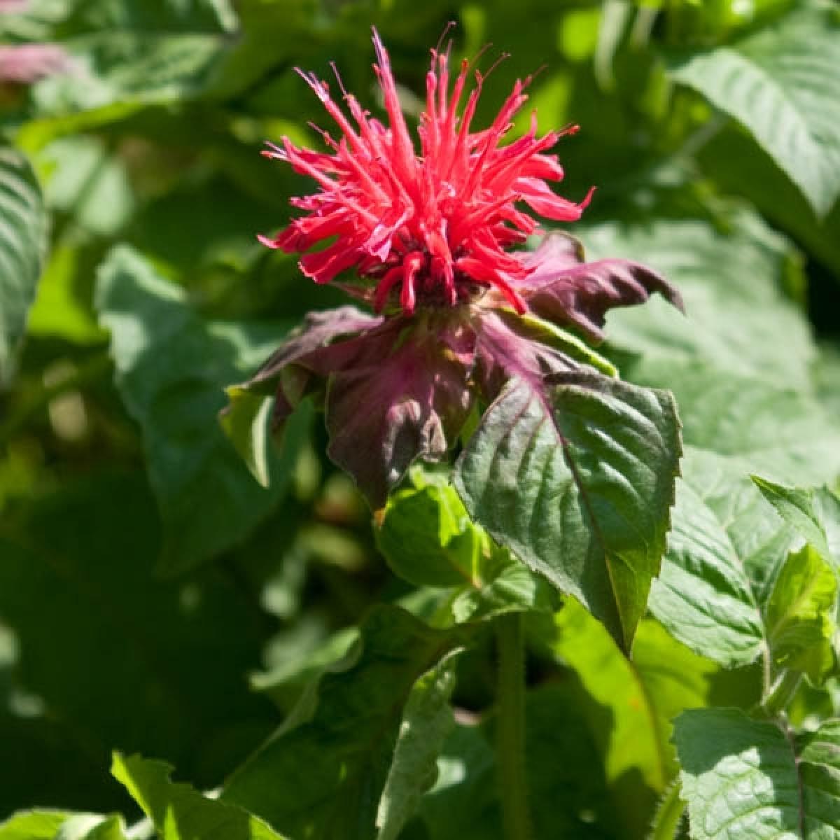 Monarde Fireball - Monarda - Vivace aromatique naine à fleurs rouge profond