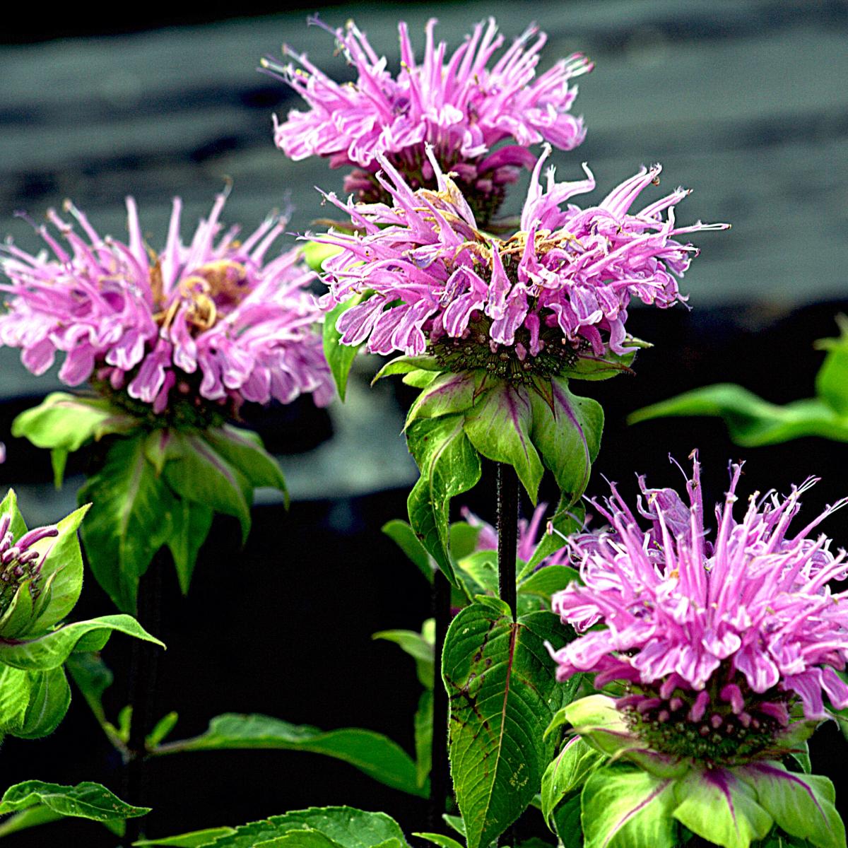 Monarde Melissa - Bergamote à fleurs ébouriffées rose bonbon assez doux