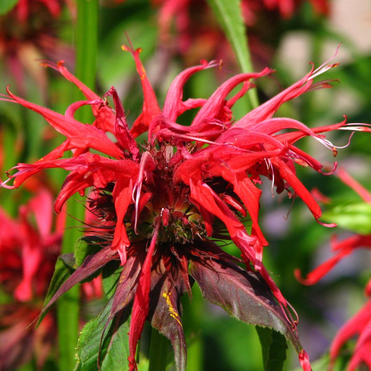 Monarde Squaw - Monarda Bergamote - Vivace aromatique à fleurs rouge ...