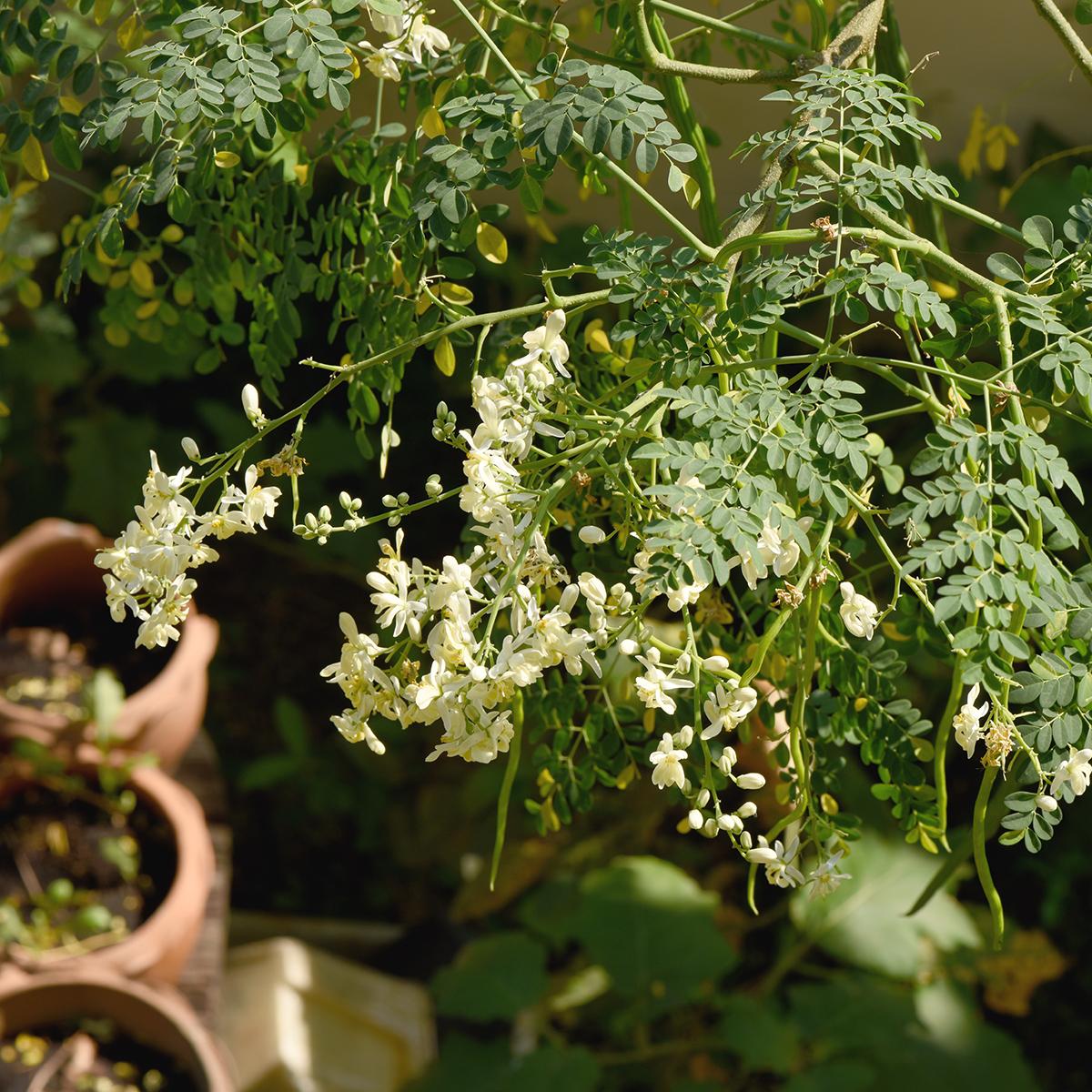Moringa oleifera - Arbre tropical - Arbre de vie - Plante d'intérieur
