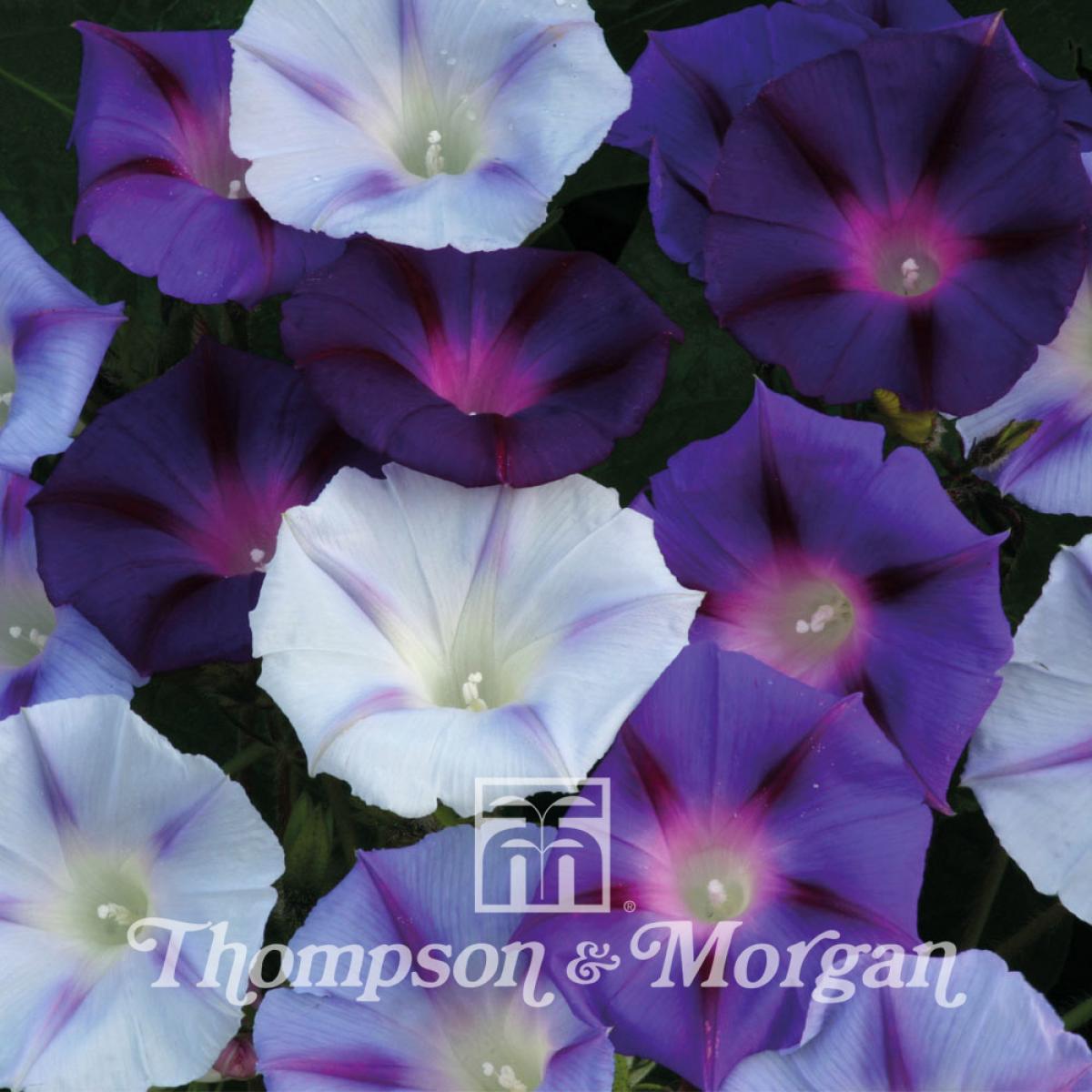 Ipomée Hazelwood Blues - Ipomoea - Liseron bleu - La meilleure ...